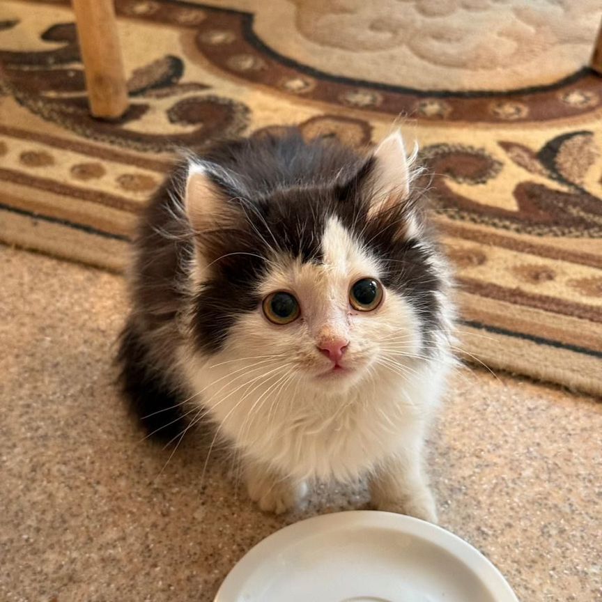 Сжальтесь над Плюшей заберите домой