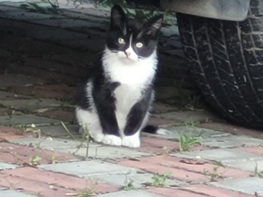 Отдам котят в добрые руки
