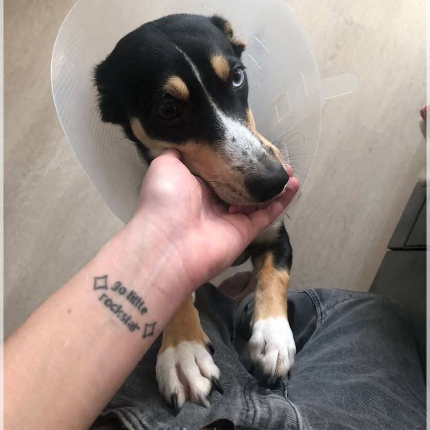 Собака в добрые руки