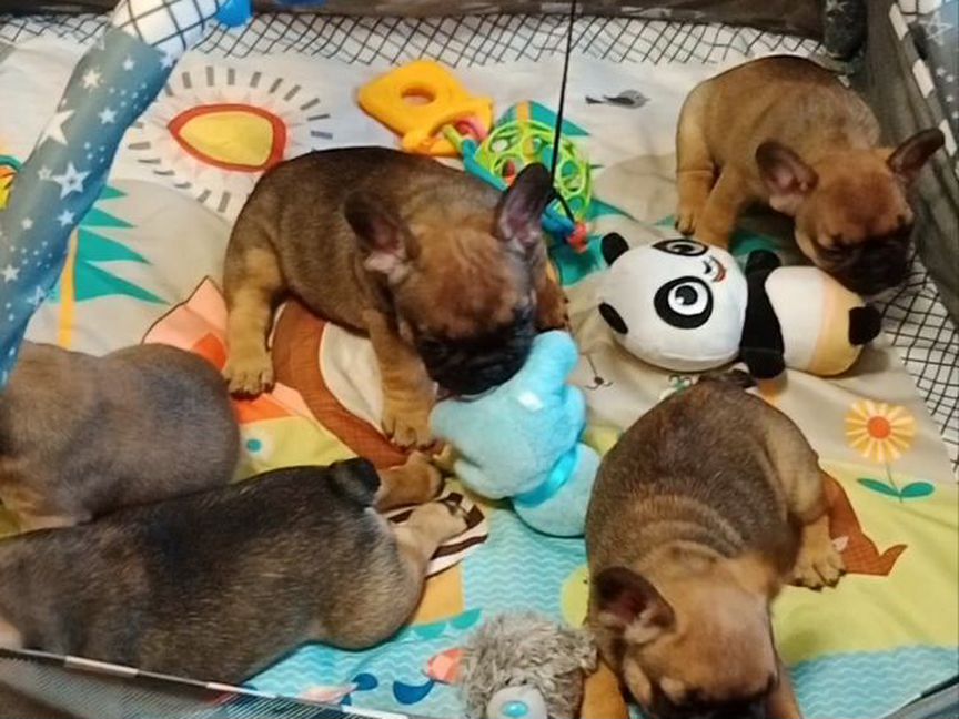 Французские малышарики