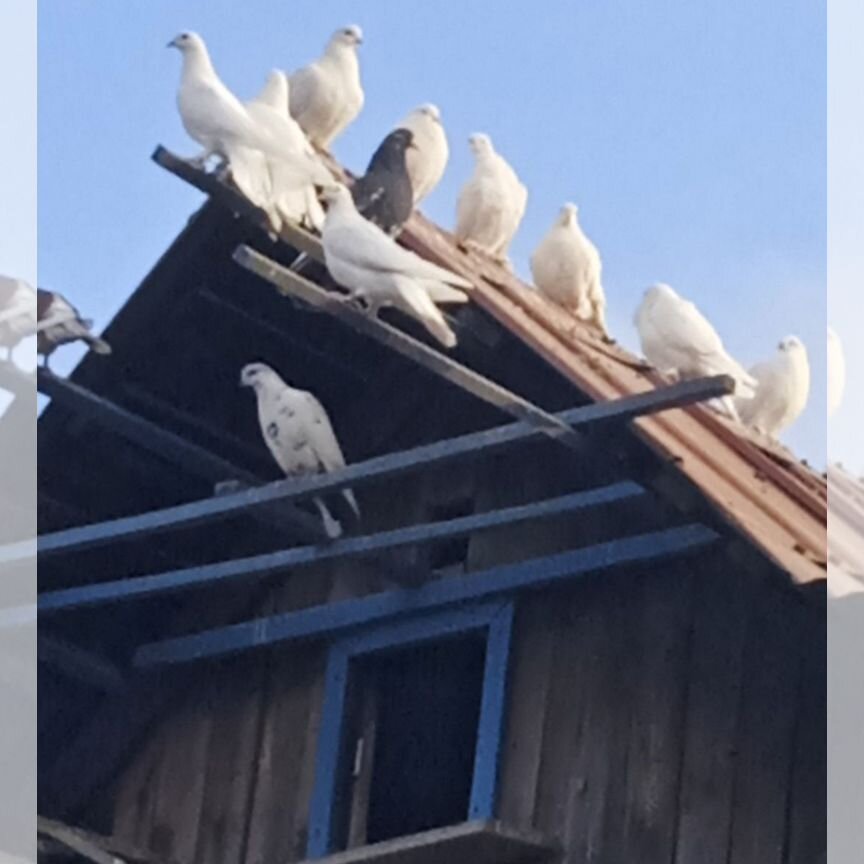 Продам бакинских широкохвостых