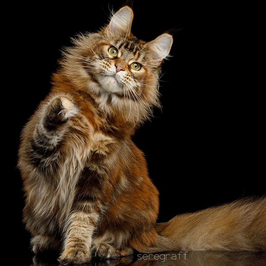 Мейн-кун, взрослая кошка