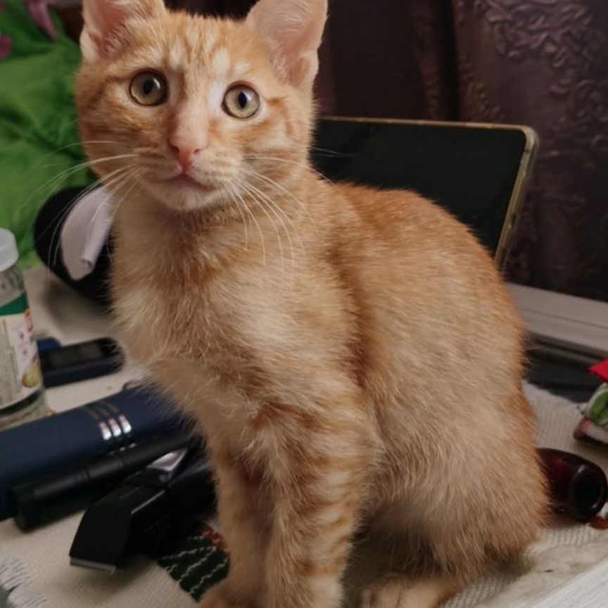 Котята в добрые руки бесплатно мальчик