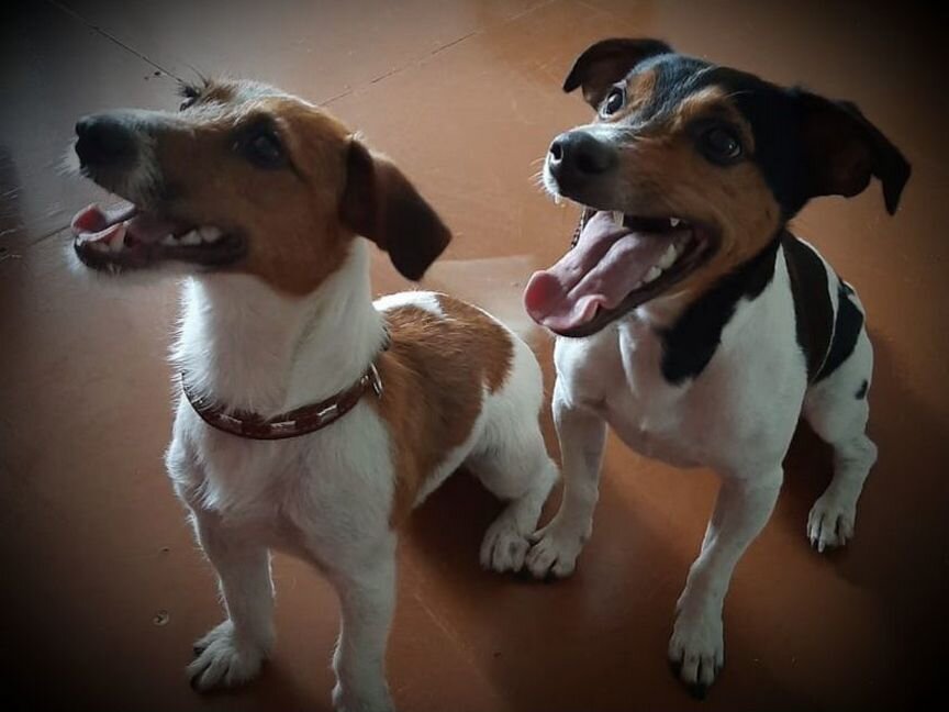 Джек рассел терьер