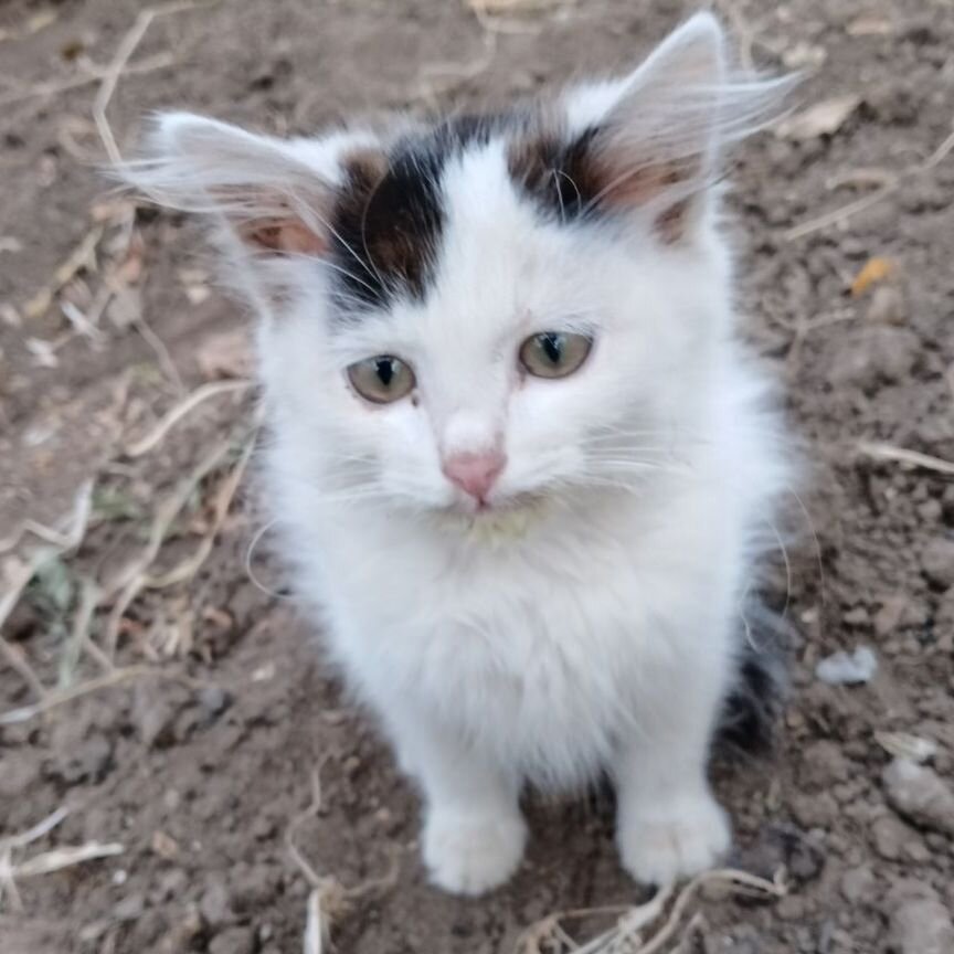 Котенок мальчик бесплатно