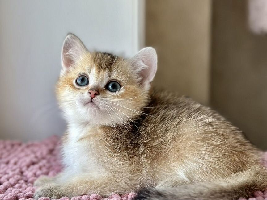 Кошечка золотая шиншилла с бирюзовыми глазами