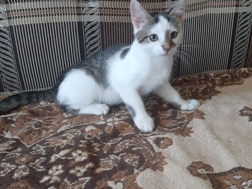 Котенок котик 3 мес - в добрые руки