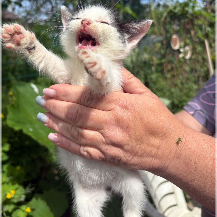 Котёнок в добрые руки
