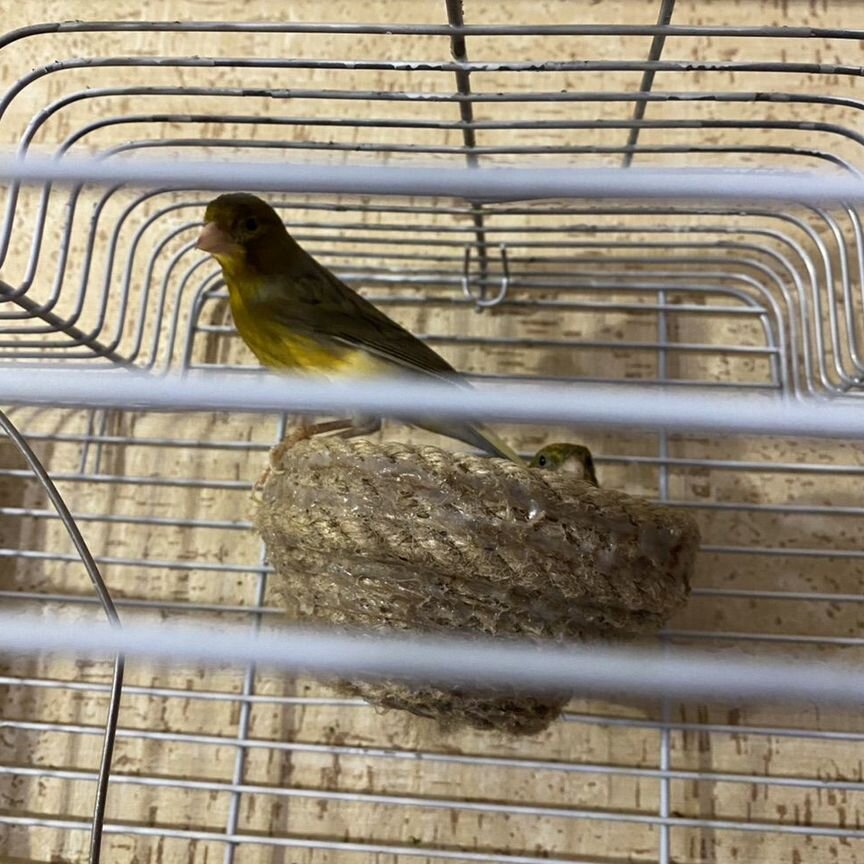 Канарейка и кенар