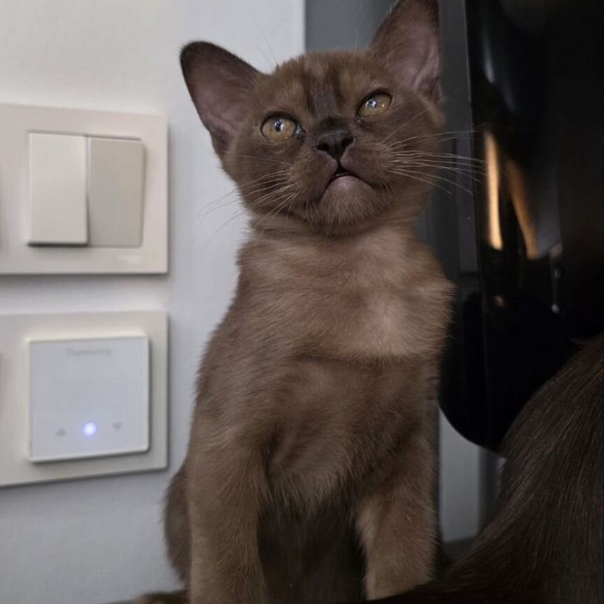 Европейский бурманский котёнок