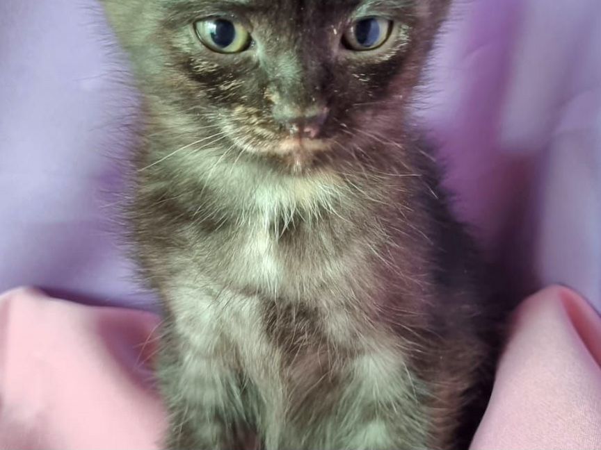 Котёнок девочка в добрые руки