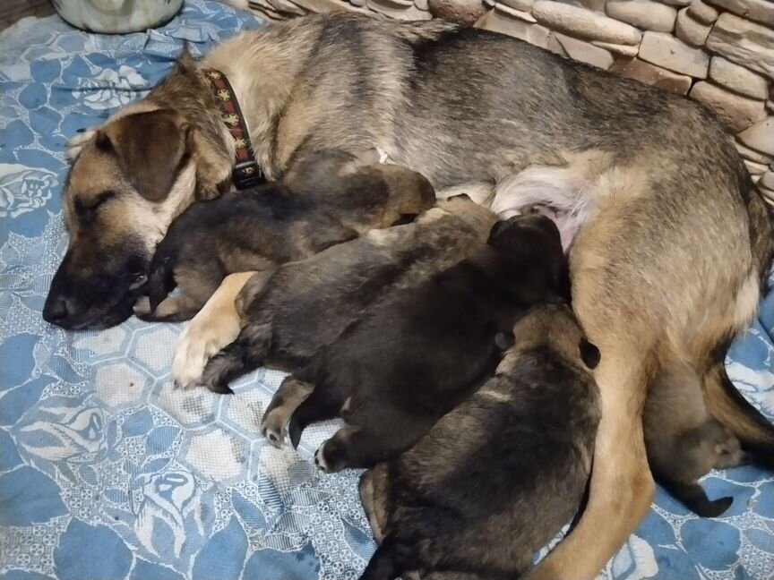 Собака в добрые руки отдам бесплатно