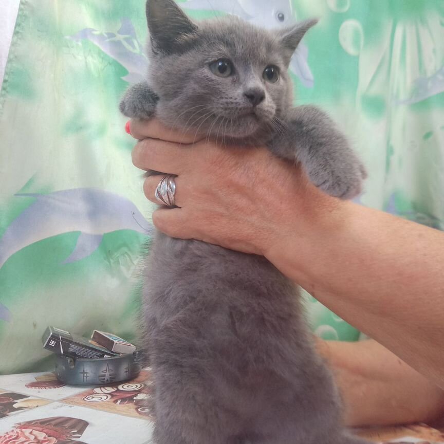 В добрые руки