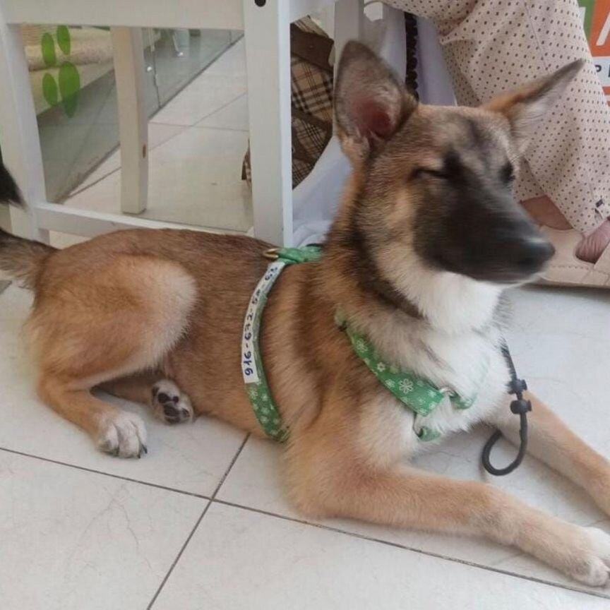 Отдам в добрые руки