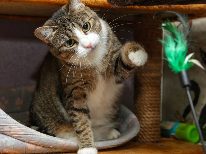 Кошка