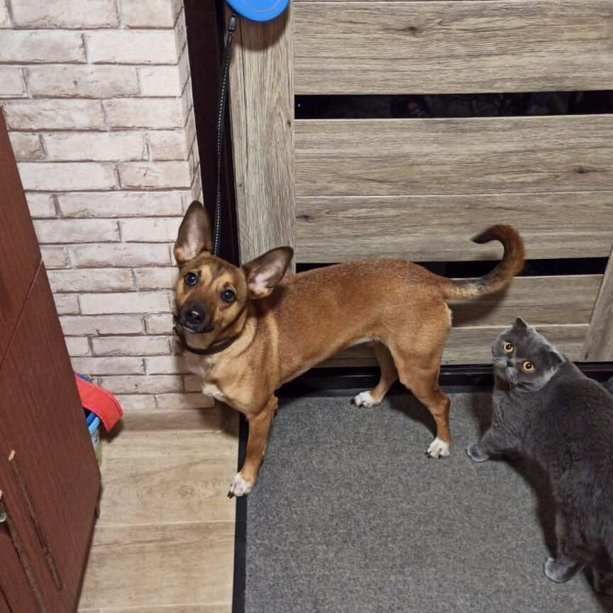 Отдам в хорошие руки собаку