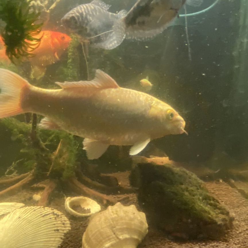 Рыба (Золотистый карп)