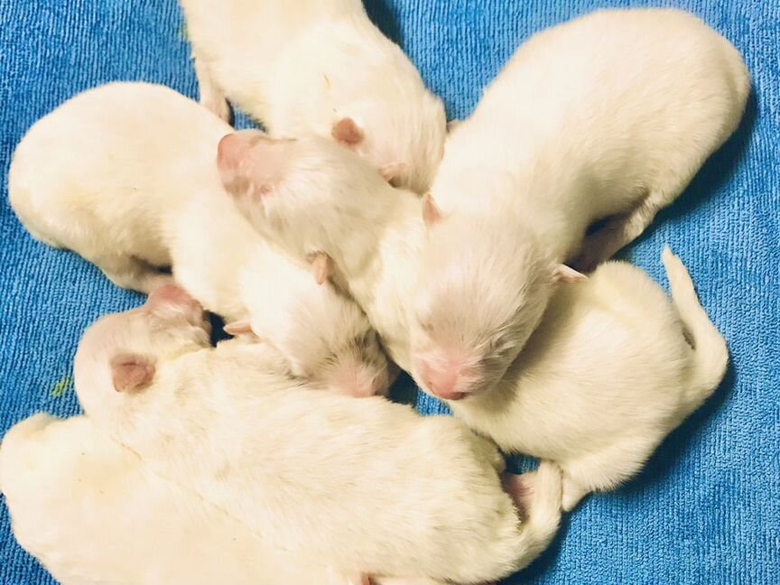 Щенки самоеда