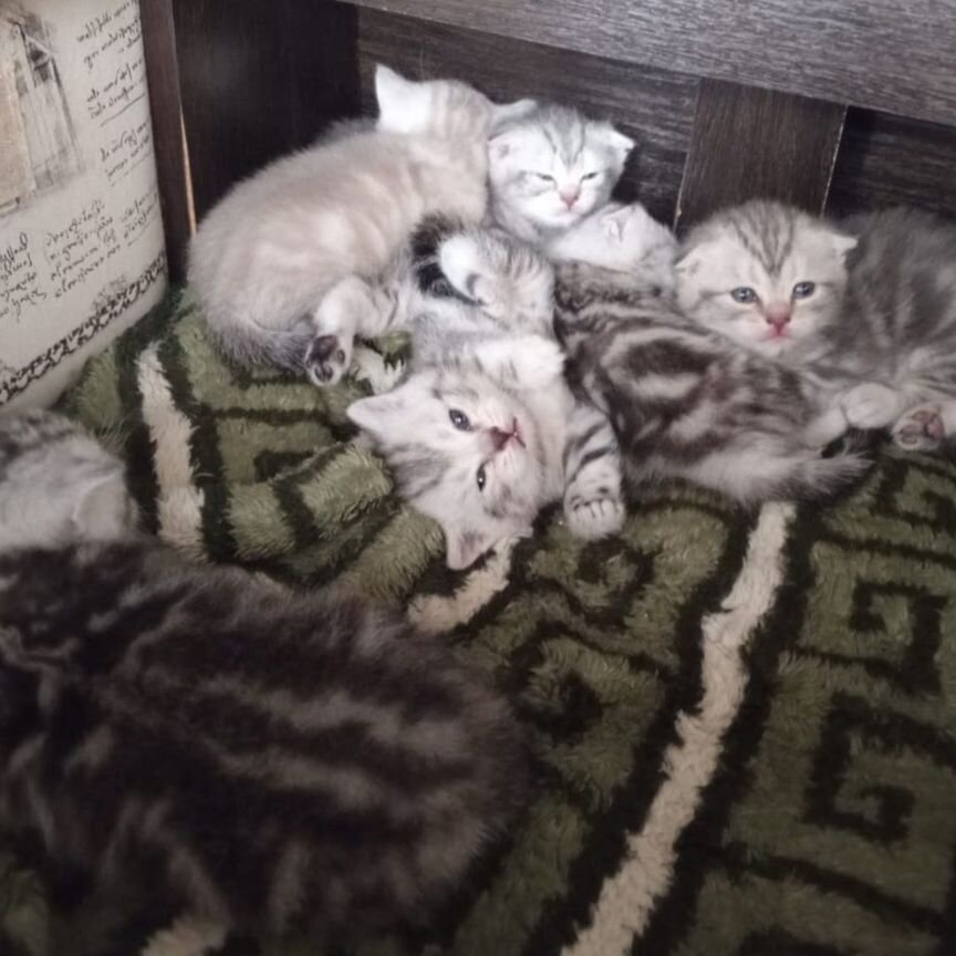 Котята