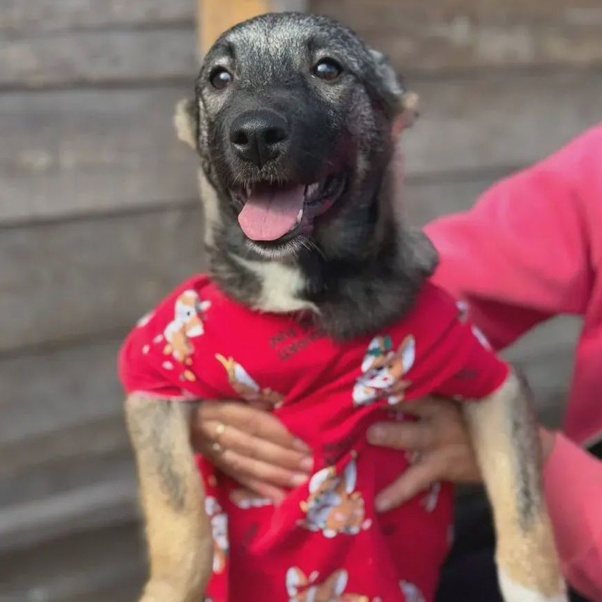 Щенок в добрые руки