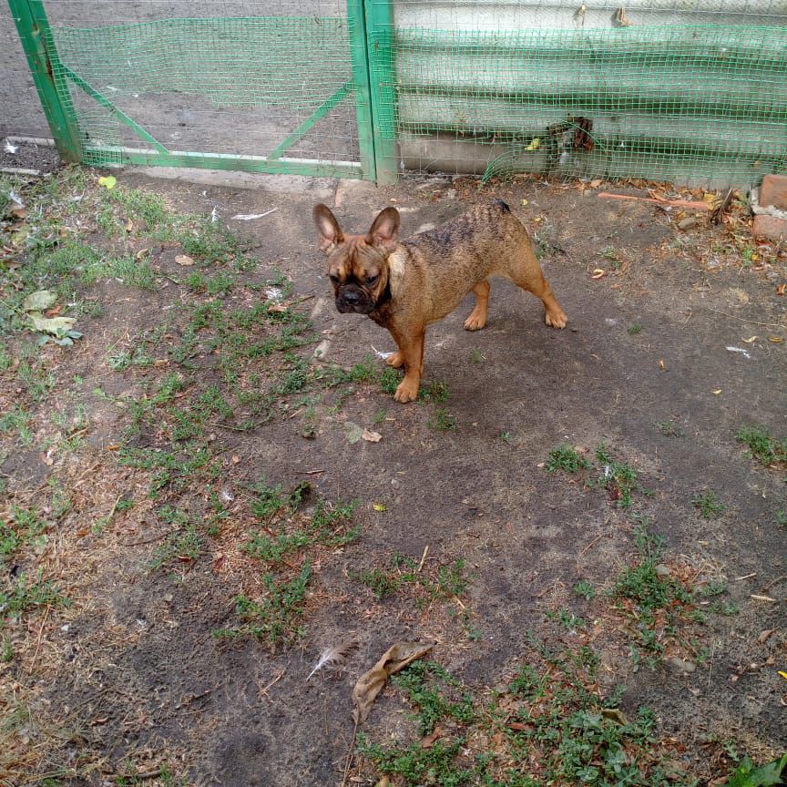 Собака
