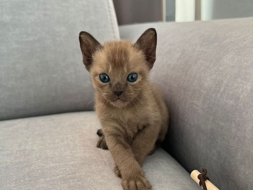 Европейская бурма котята