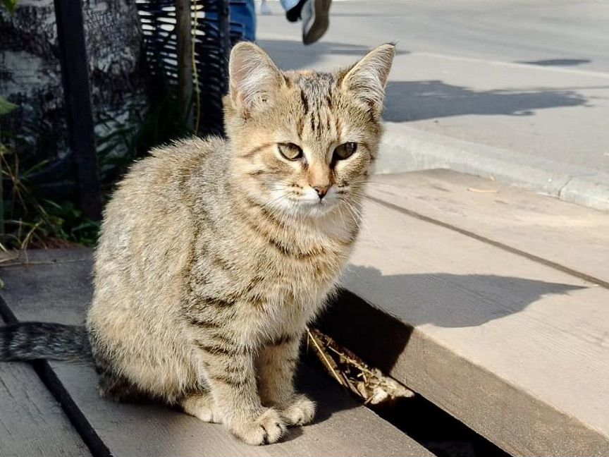 Котенок-девочка ищет ручки