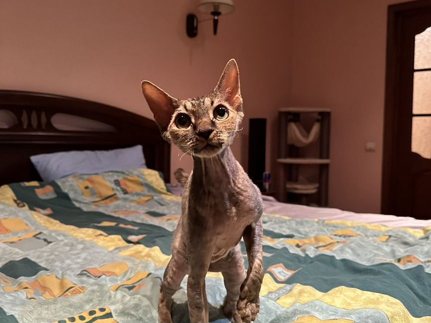 Домашняя передержка кошек