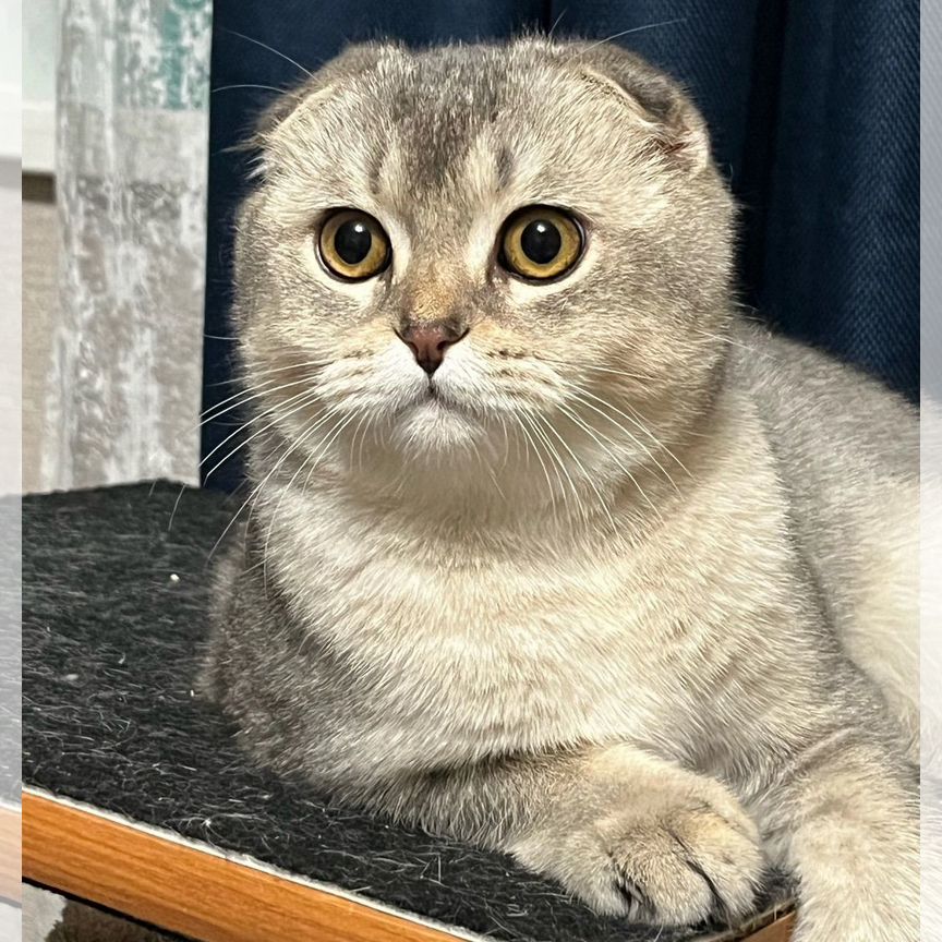 Шотландскые котята окрас серебристая шиншилла
