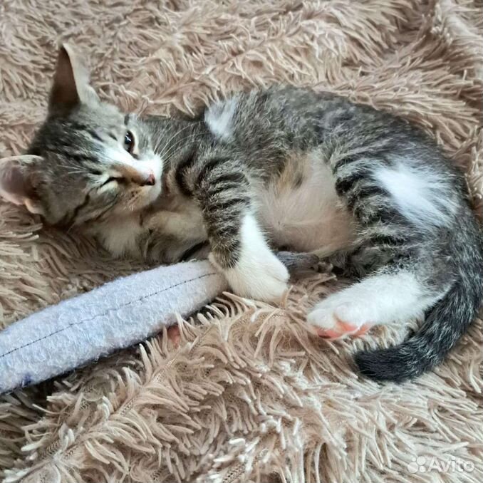 Озорной котёнок ищет домик