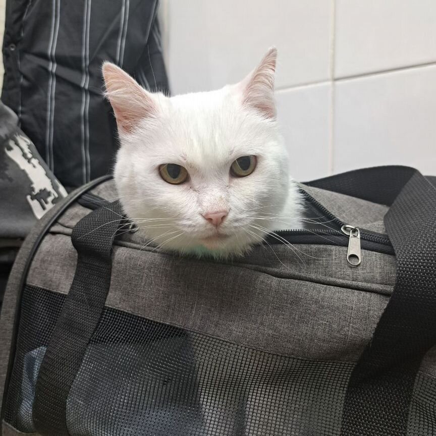 Кошечка в добрые руки