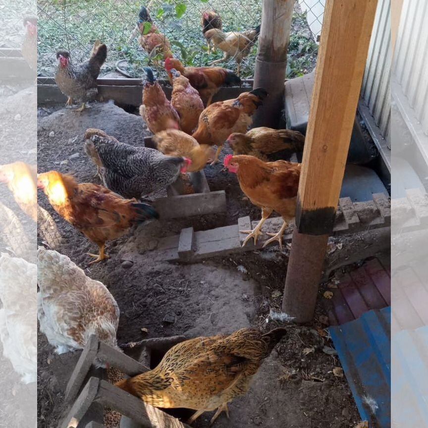 Петушки кучинская юбилейная