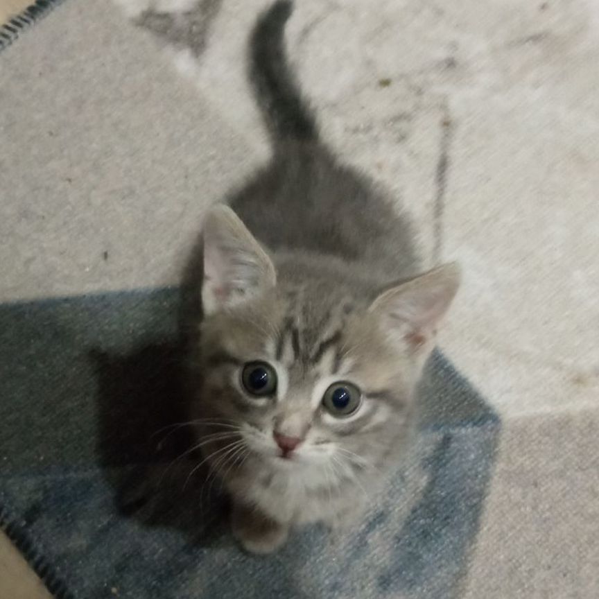 Котенок