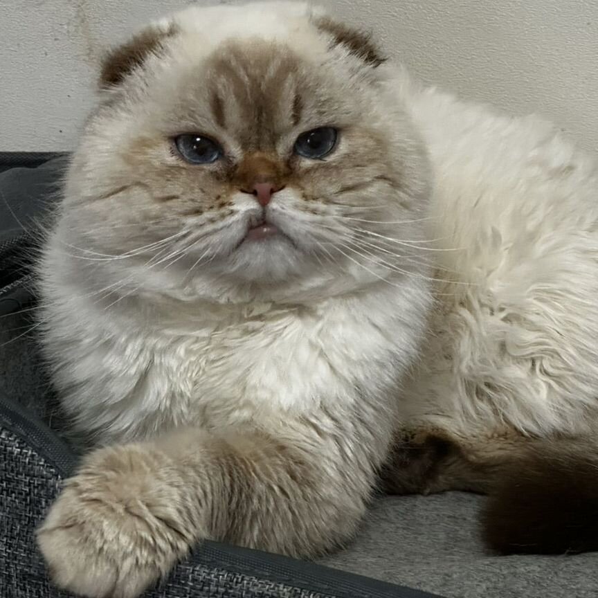 Взрослый кот в добрые руки