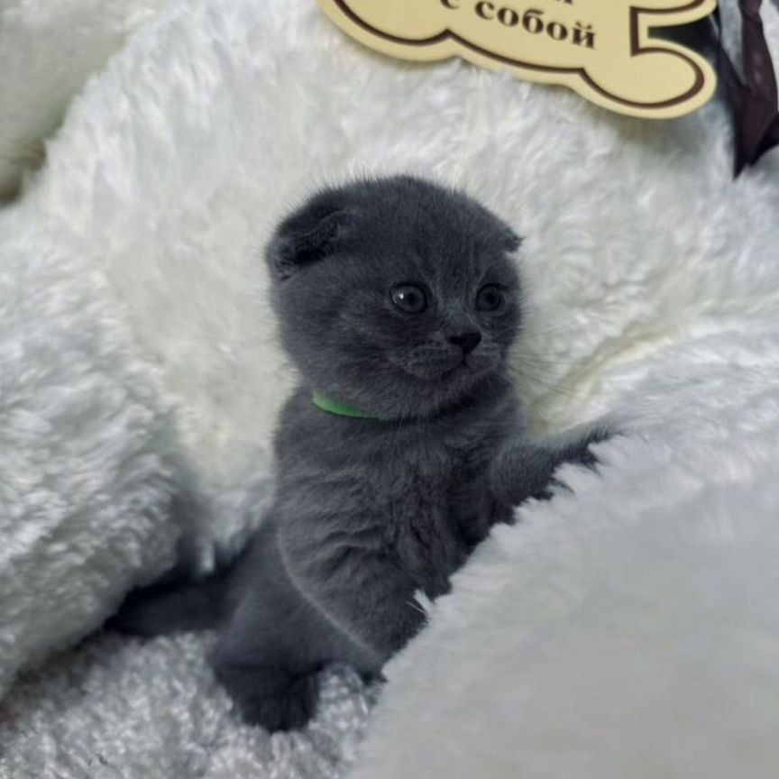 Британский котенок