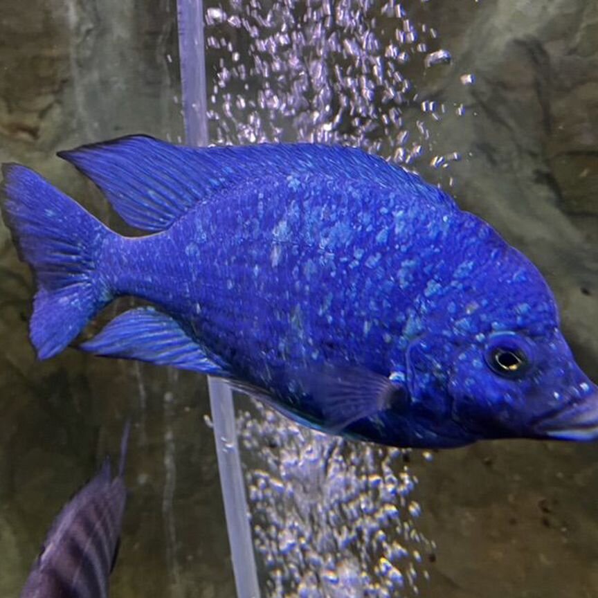 Аквариумная рыба Малави и Таньганика