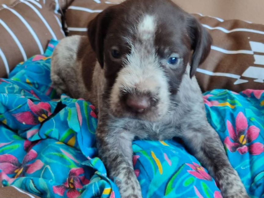 Драатхар щенки