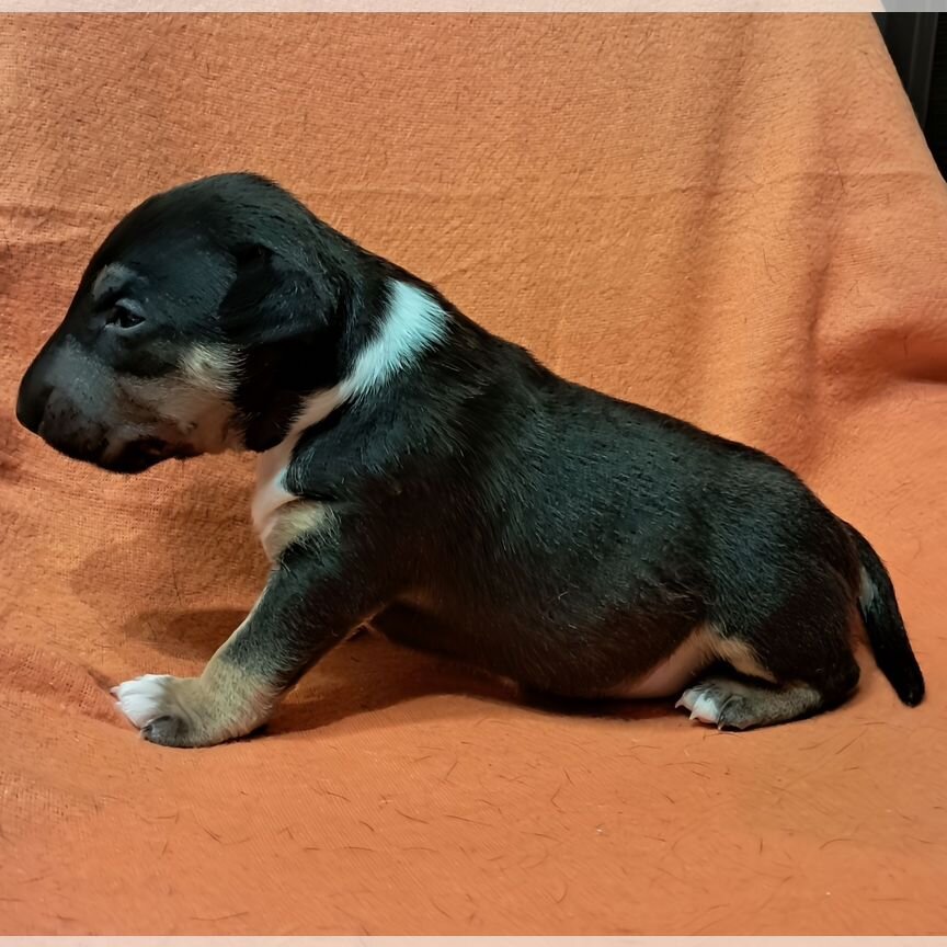 Бультерьер, щенок