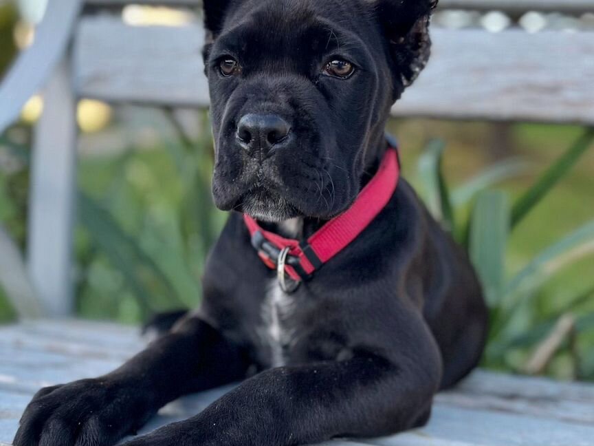 Кане Корсо черная девочка