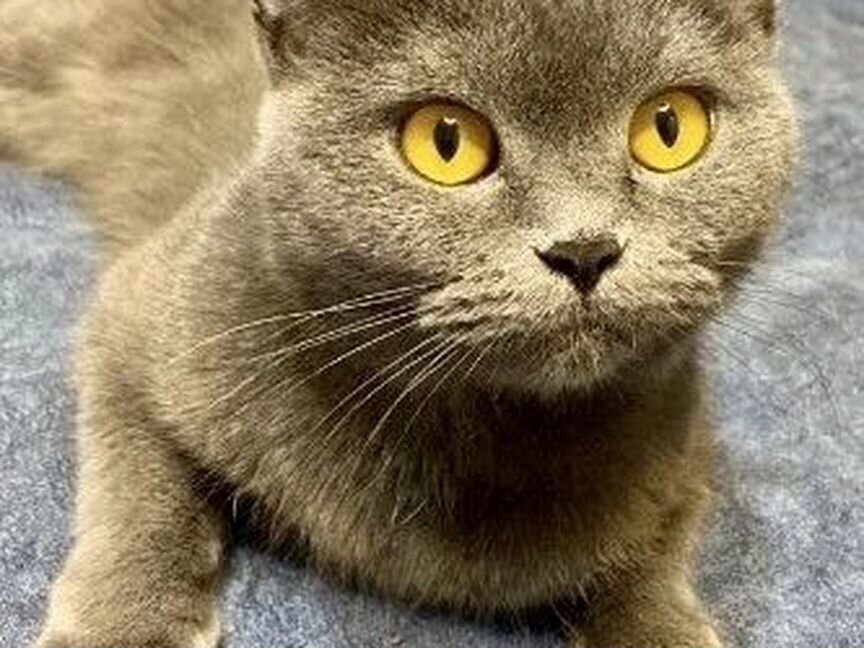 Британская красотка