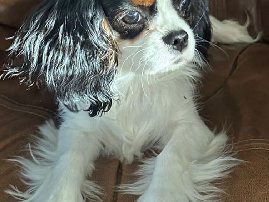 Щенки кавалер кинг чарльз спаниель