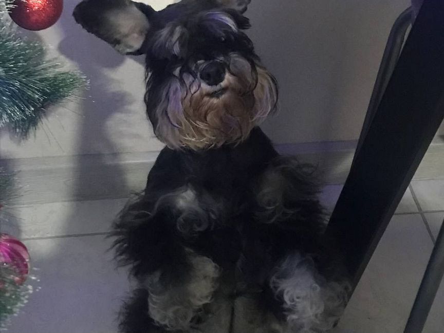 Взрослый цверкшнауцер 2 года