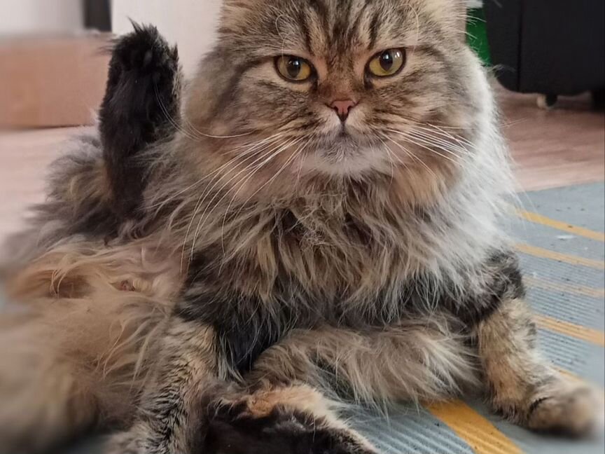 Шикарный Шотландский кот вязка