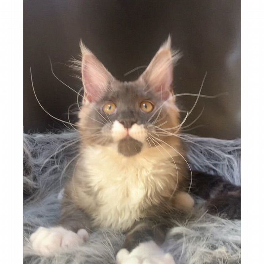 Шикарный кот мейн-кун