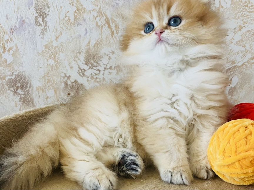 Шотландские золотые длинношерстные шиншиллы котята