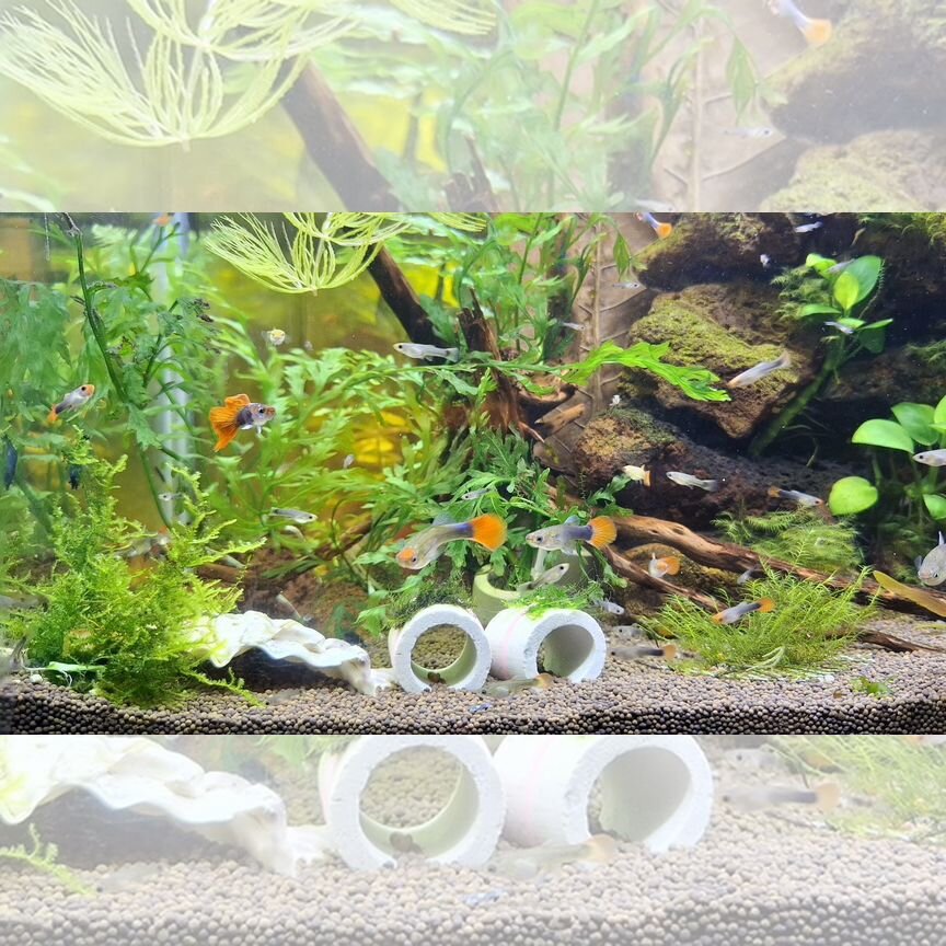 Рыбки гуппи