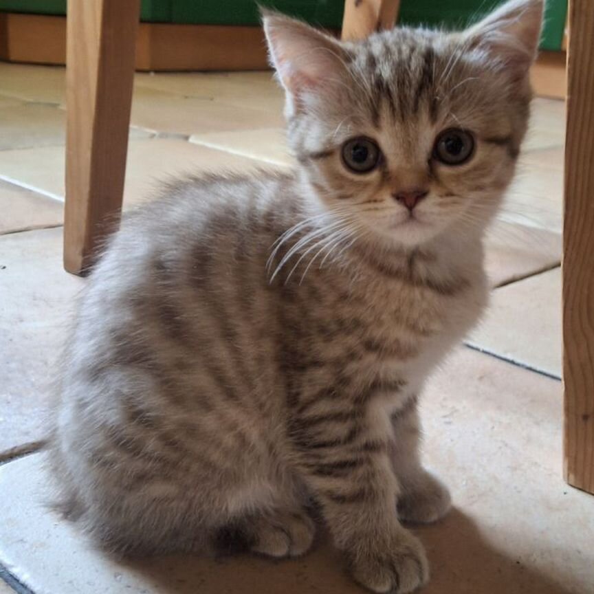 Шотландский прямоухий короткошёрстный котёнок