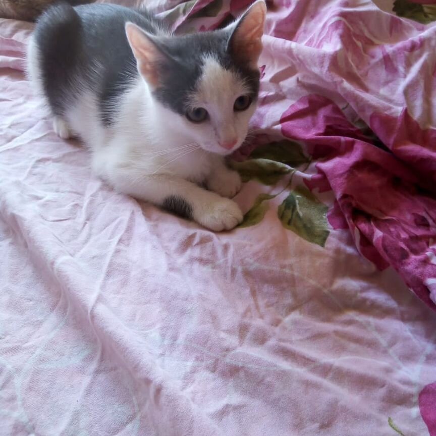 Кошечка стерилизованная 3,5 мес