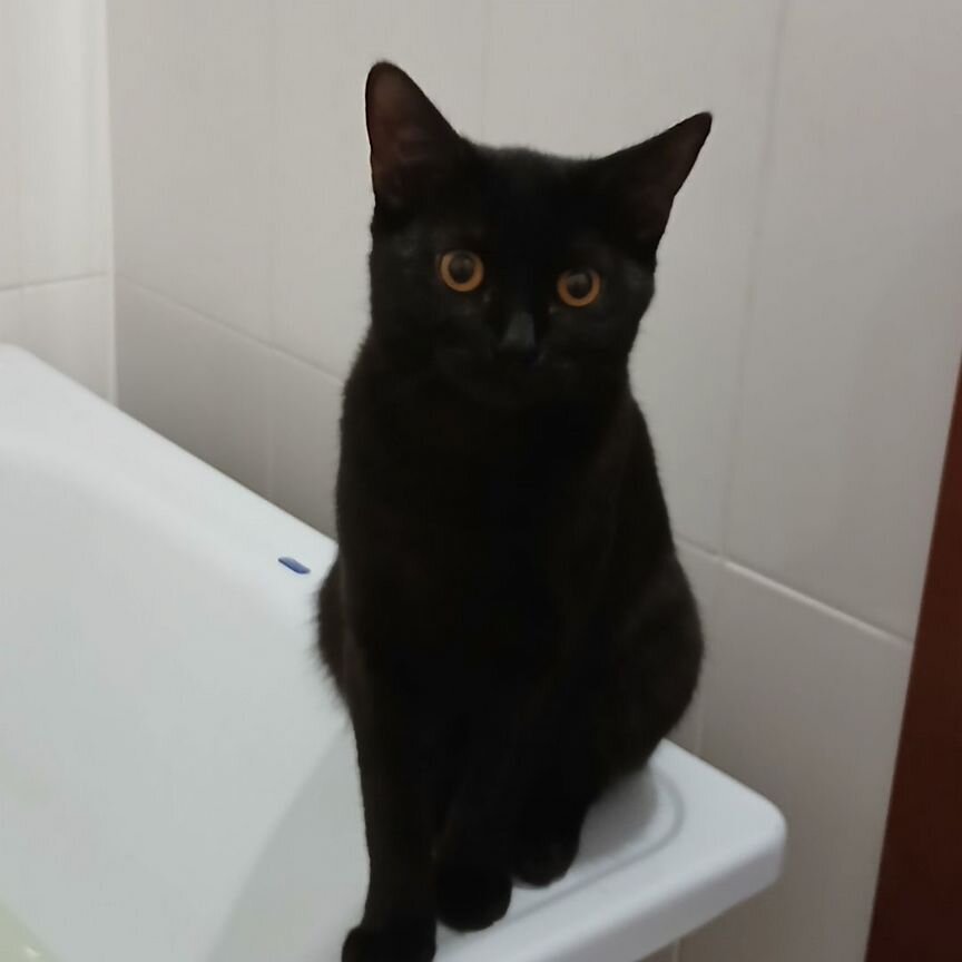 Отдам кошек в добрые руки