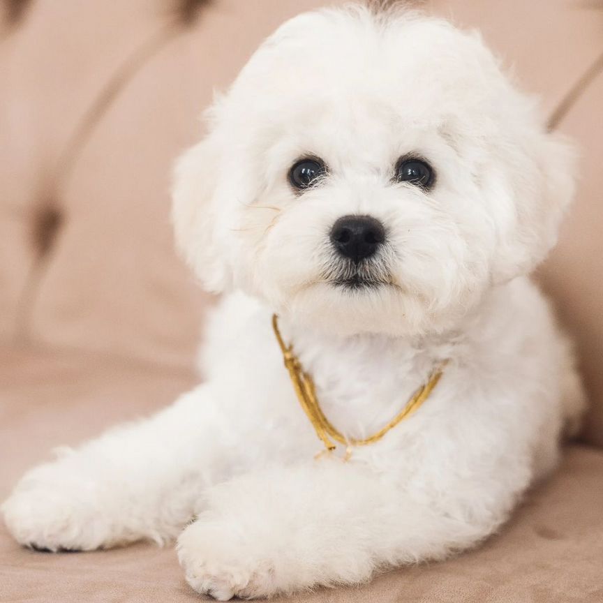 Бишон фризе, щенок